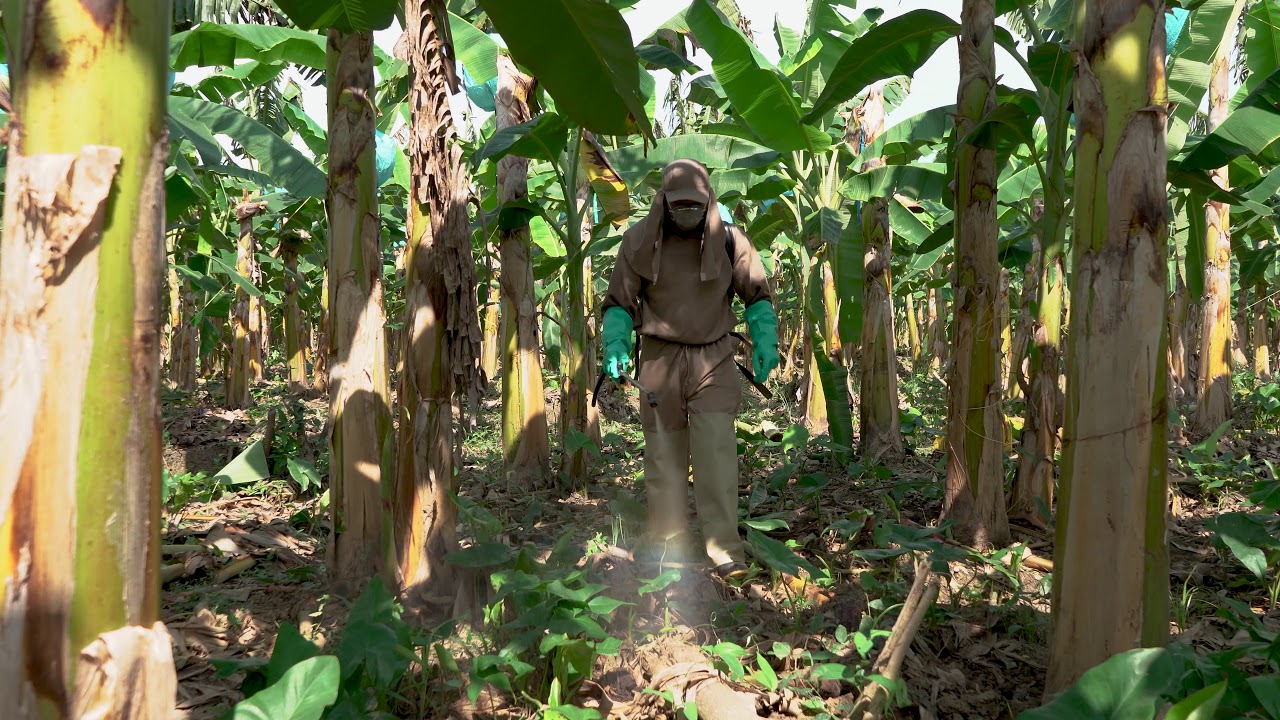 LA FUMIGACIÓN, CONTROL DE MALEZAS. - YouTube