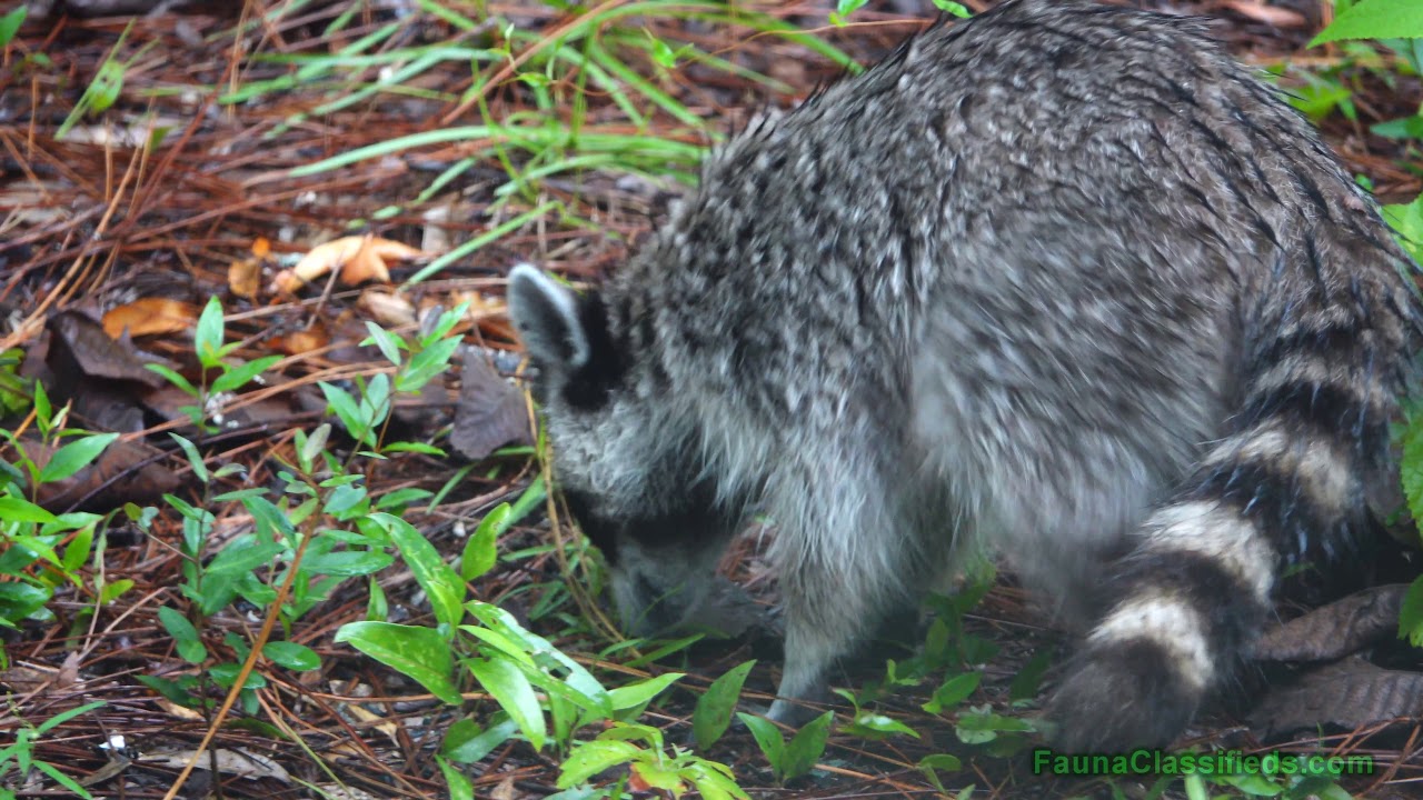 Raccoon outside the bedroom window [4K] - YouTube