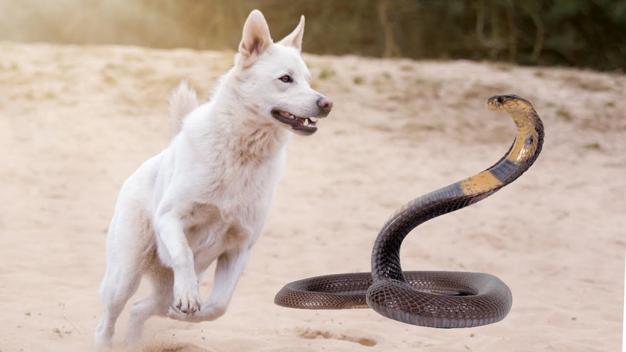 Garden Lizard Eating Honey Bee 🦎 Eating 🐝 - YouTube