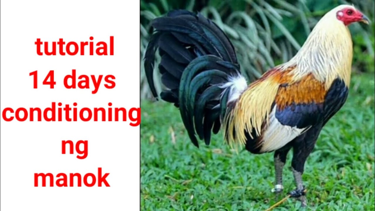 14 days conditioning manok panabong( walang off sa laban) - YouTube