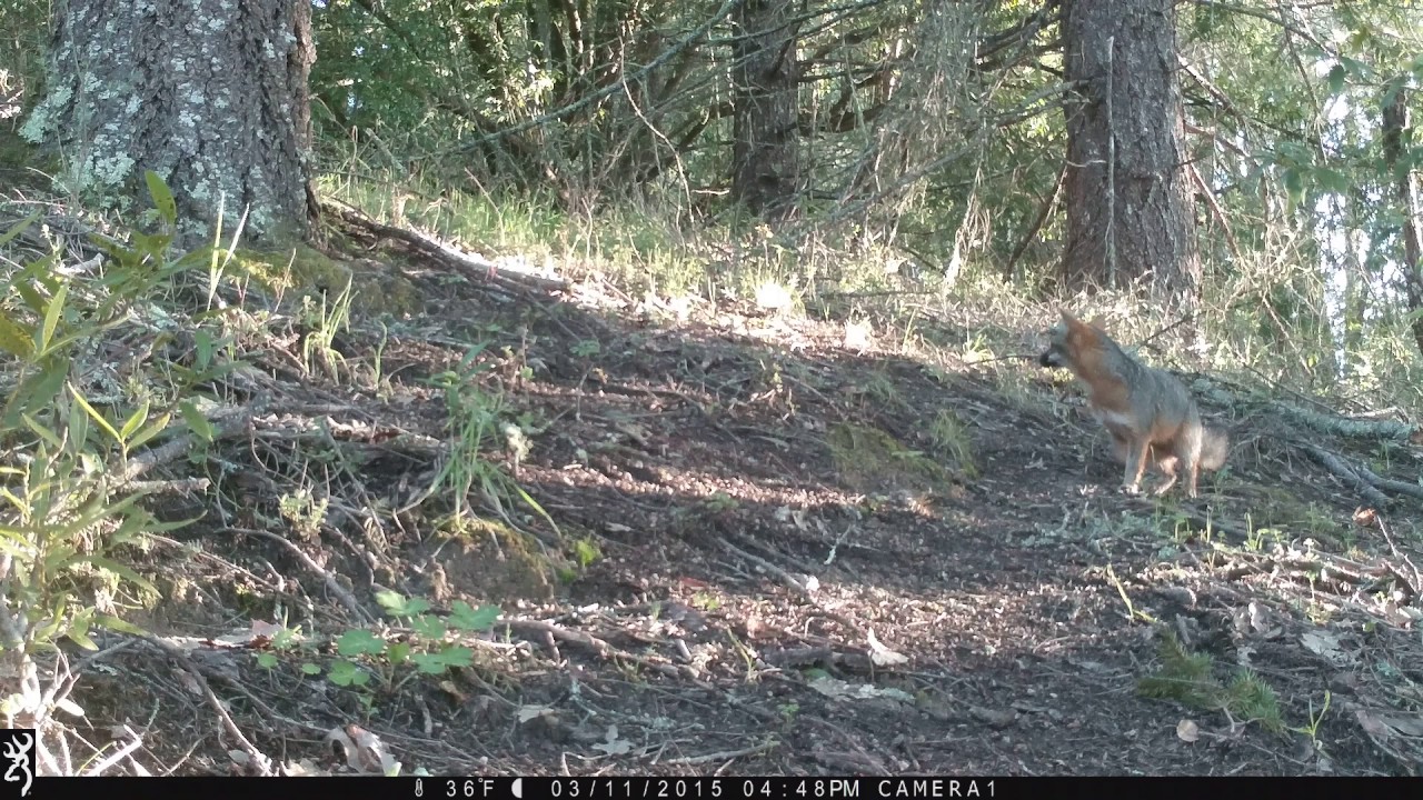 Daytime fox stops and scratches - YouTube