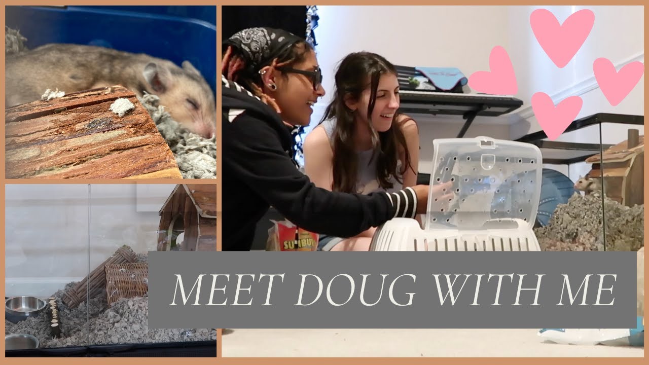 Adopting my First Syrian Hamster (Vlog) | Nantucket Hamstery - YouTube