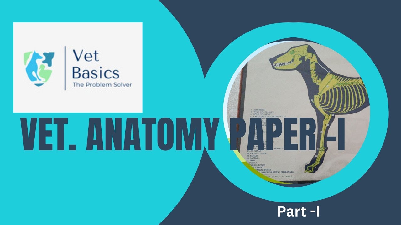 Veterinary Anatomy Paper -I - YouTube