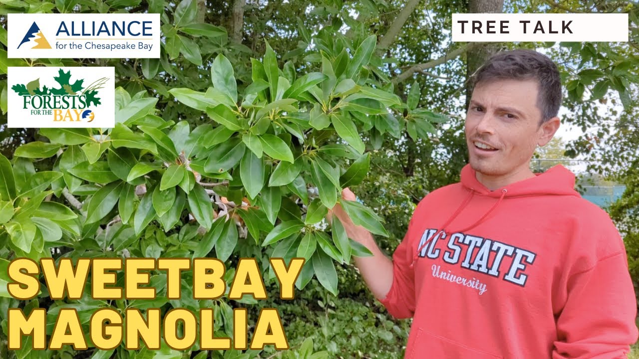 Tree Talk: Sweetbay Magnolia - YouTube