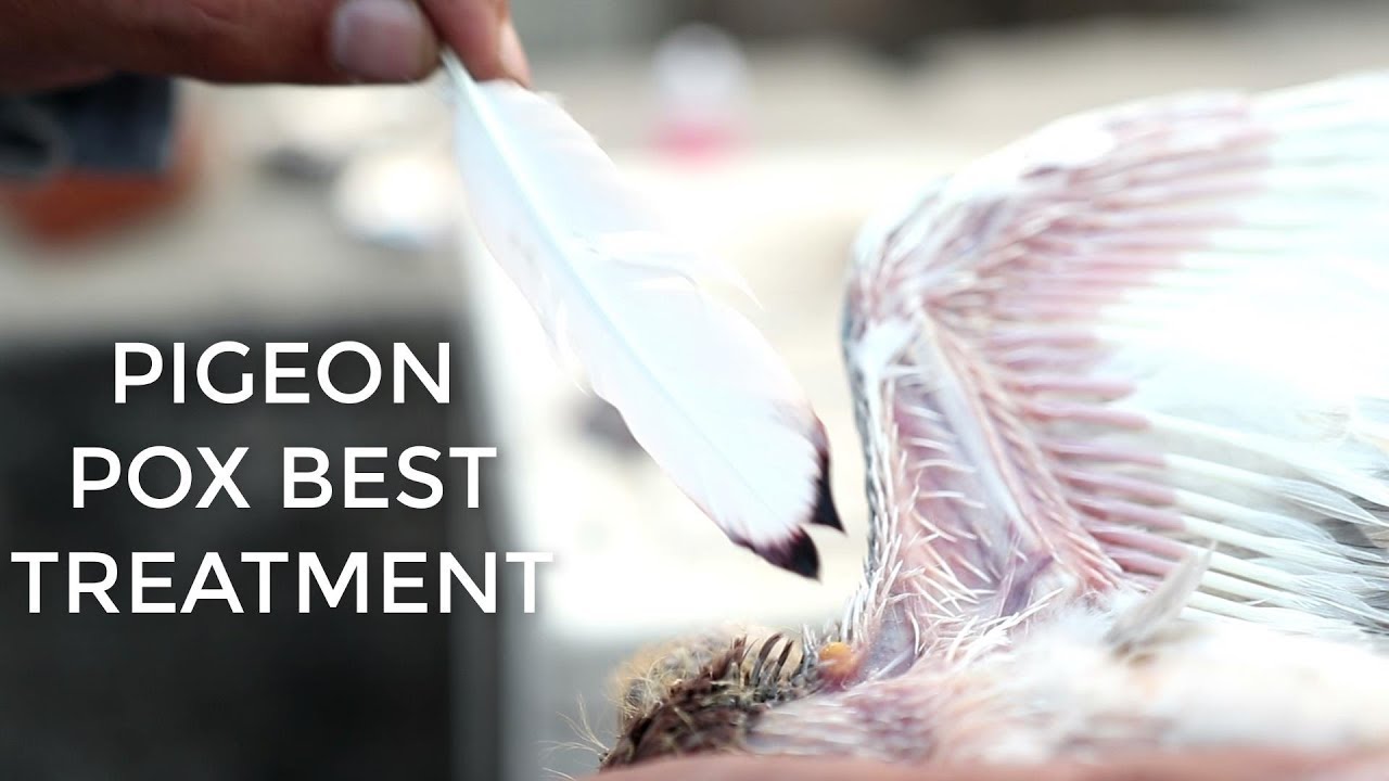 PIGEON POX TREATMENT - YouTube