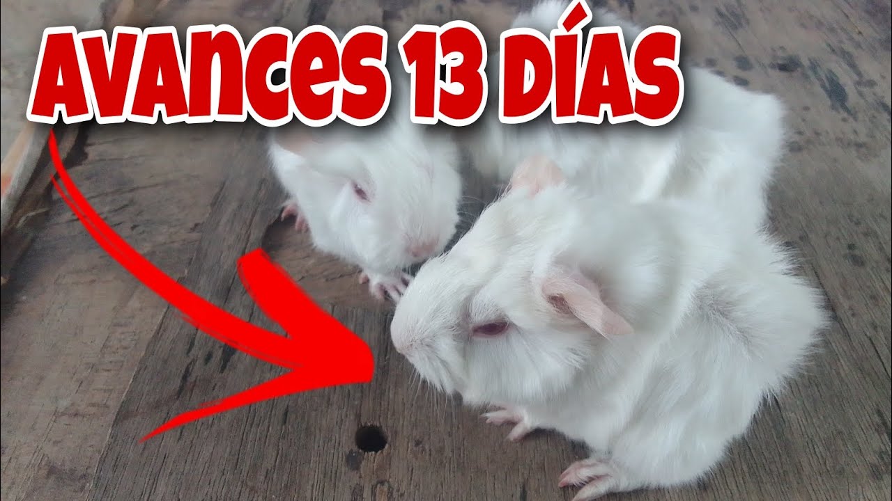 Progreso de los bebés angoras!!///Han crecido?? - YouTube