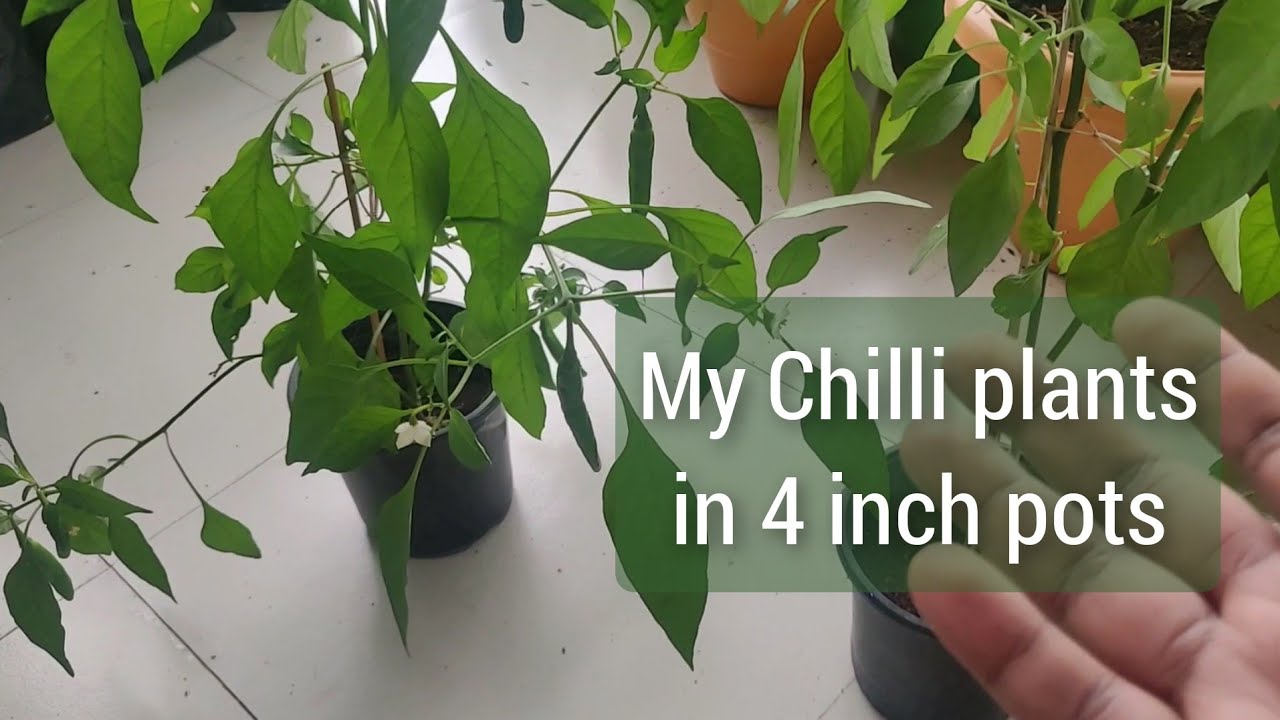 Chilli plants growing in 4 inch pots | Small container gardening ...