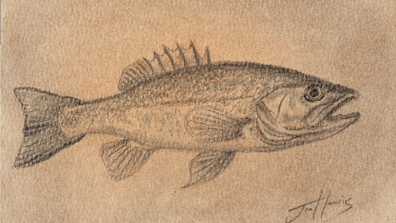 How to Draw a Realistic Carp Fish | Pencil Drawing - YouTube