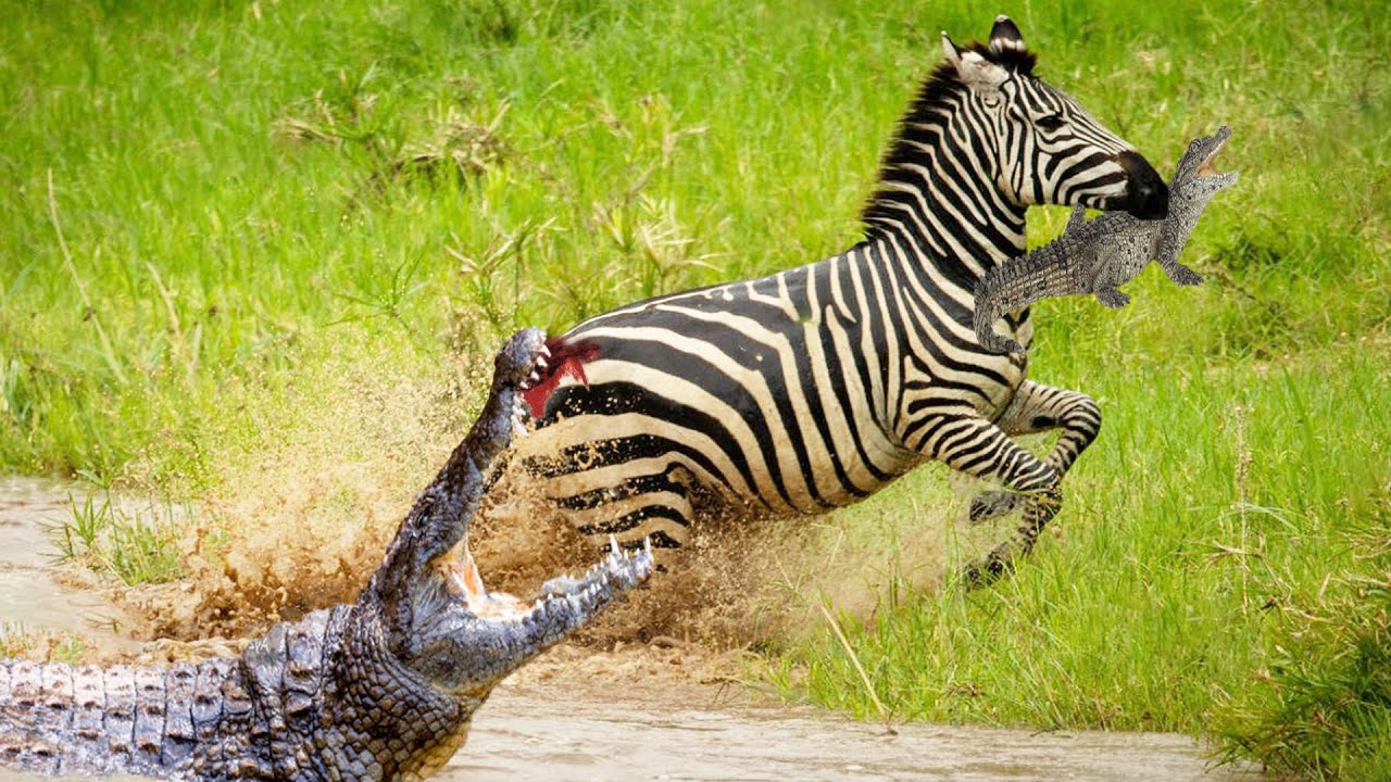 Zebra Approaches The River To Capture Crocodile's Cubs - Intense Wild ...