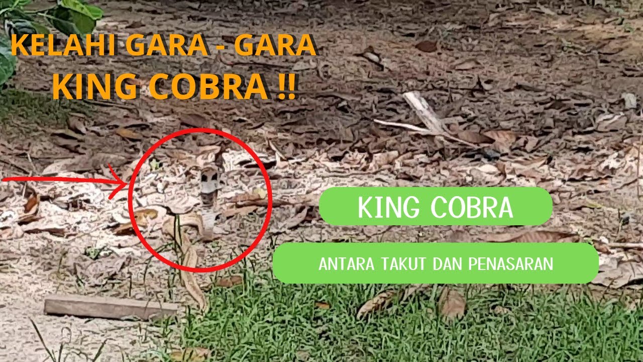 KELAHI GARA - GARA KING COBRA | ANTARA TAKUT DAN PENASARAN | KING COBRA ...