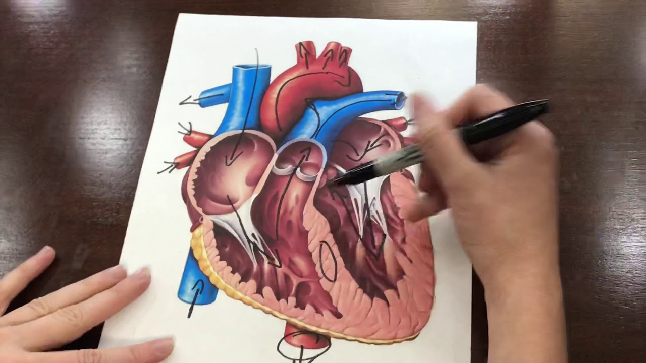 Cardiology Project 1 - YouTube