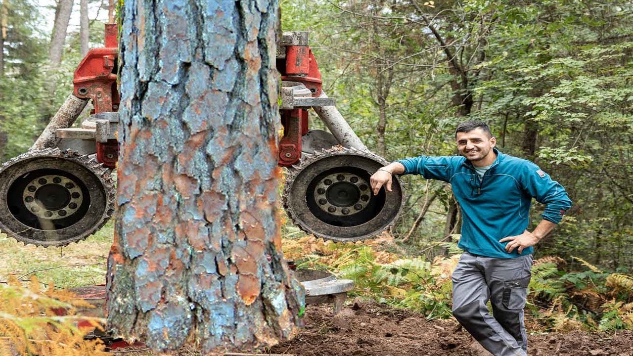 This Monster Tree Cutting Equipment is INCREDIBLE. Dangerous Tree ...