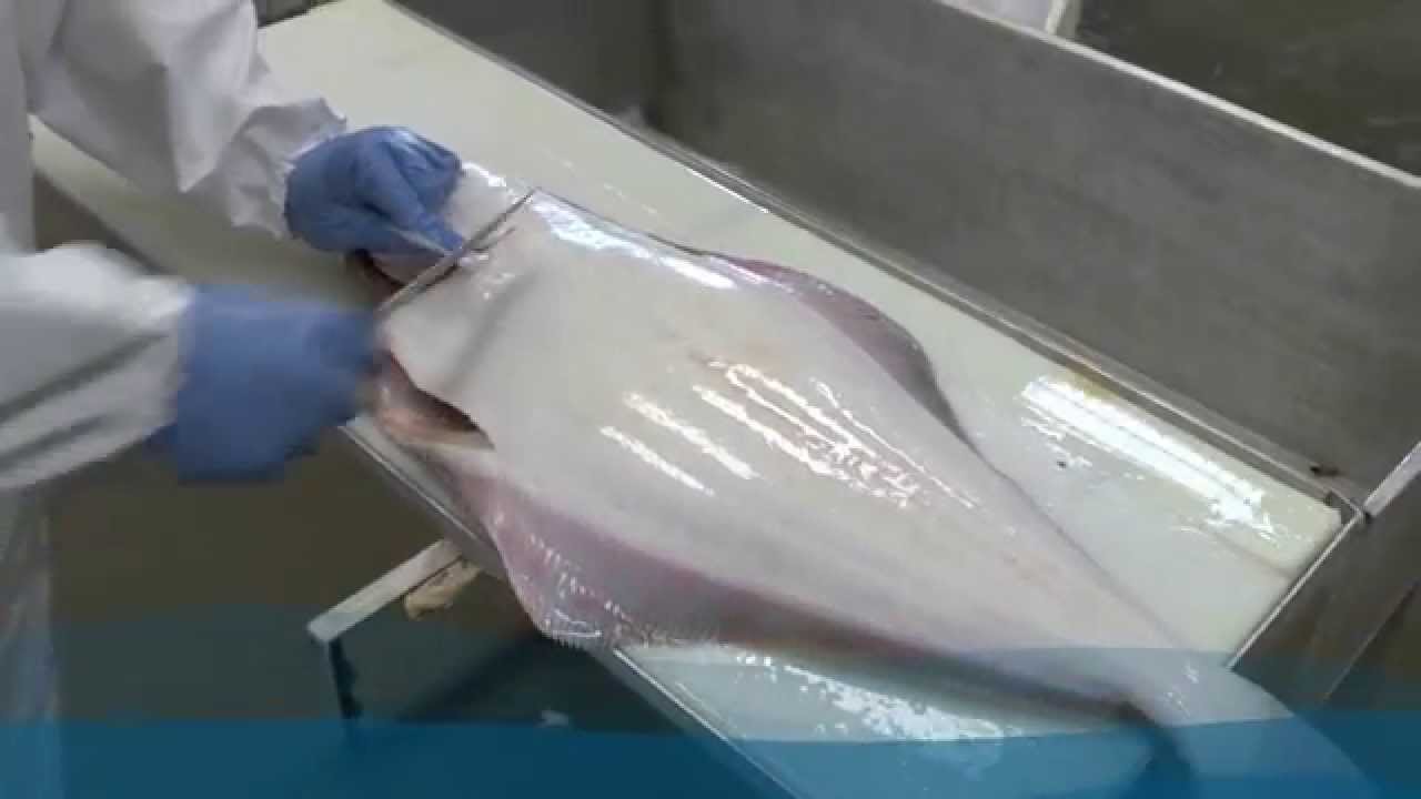 Håndfilitering B-filet av kveite - YouTube