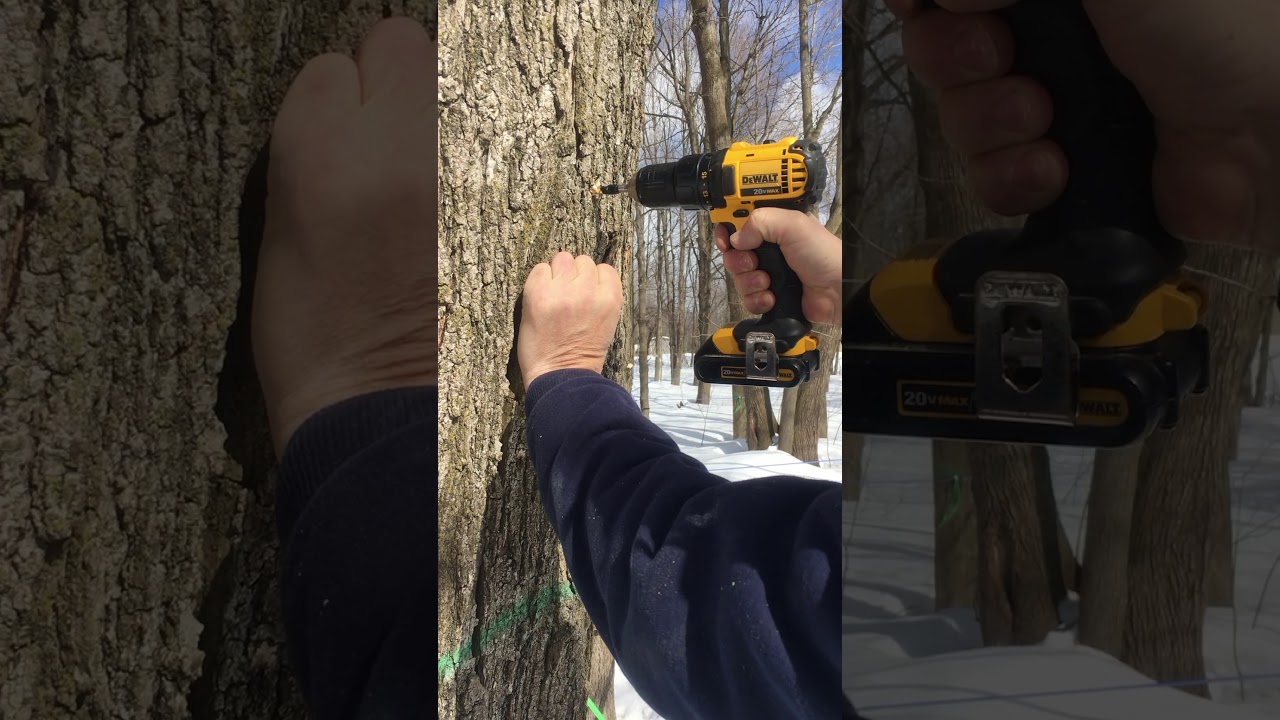 Tapping Maple Tree - YouTube