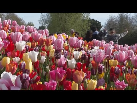 Seven million tulips bloom at Keukenhof garden in Netherlands