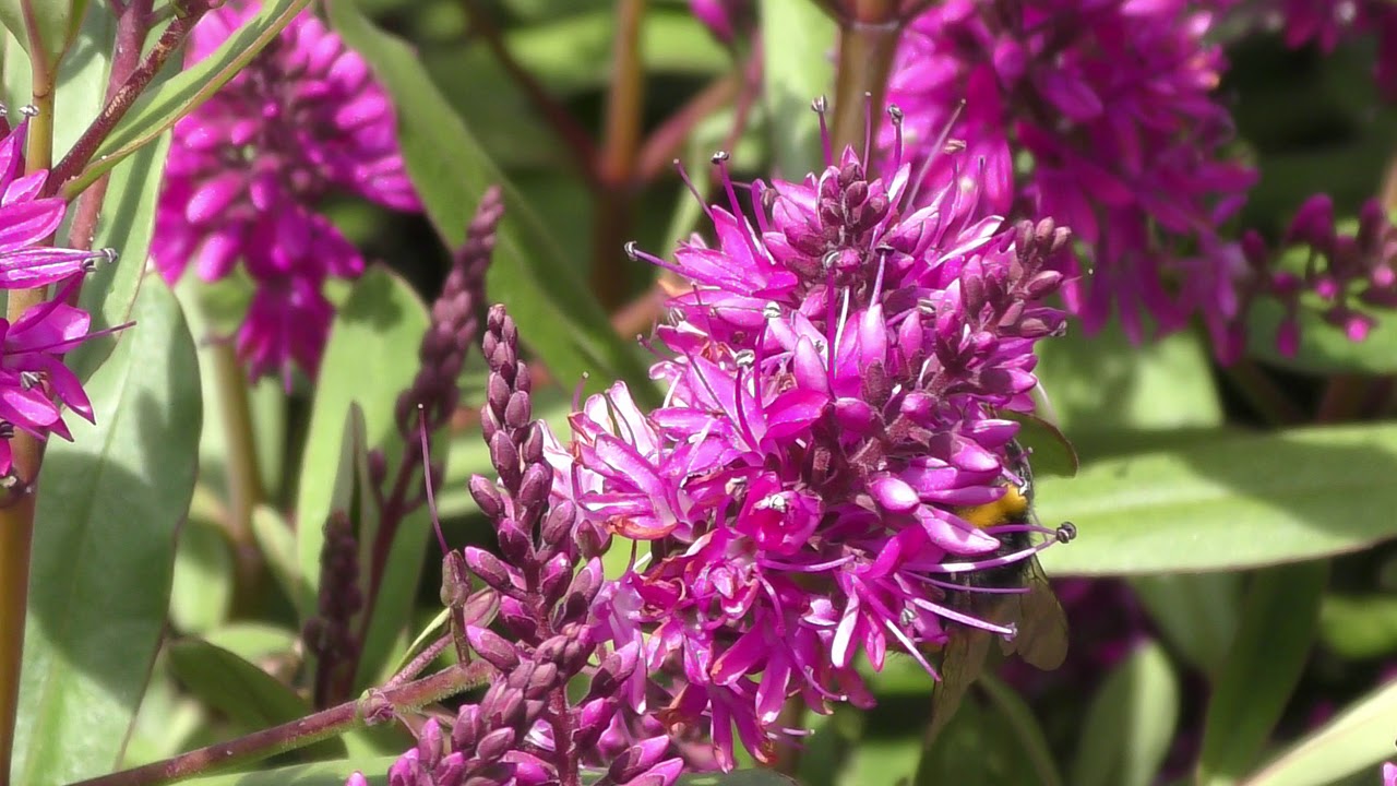 Guernsey Bees - June 24th 2018 - YouTube