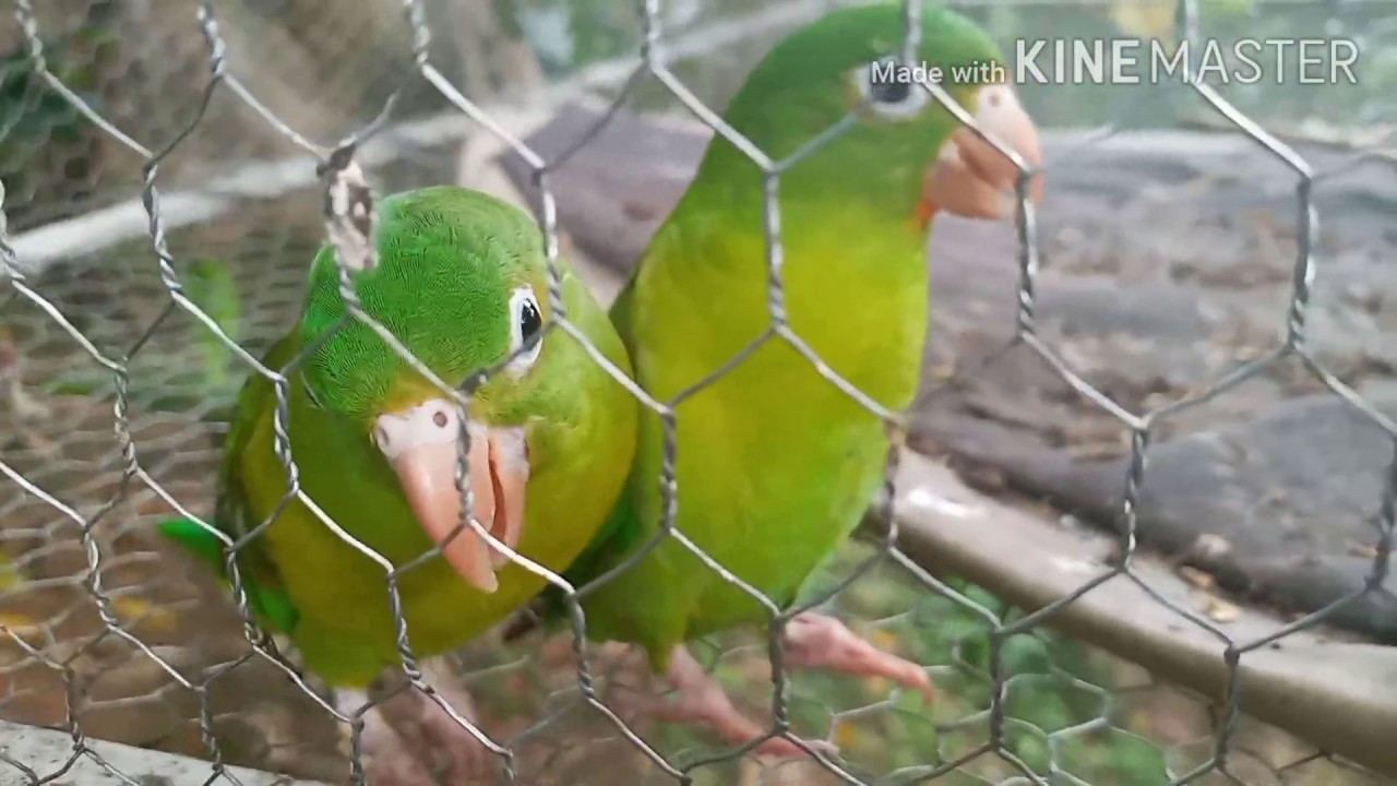 PERICOS CANTANDO COLOMBIANO - YouTube