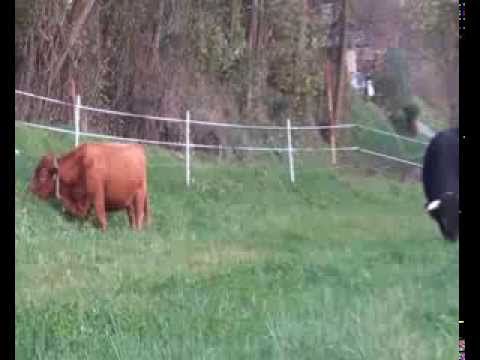 Mini dexter cattle/govedo -Kmetija Štjfanovi - YouTube