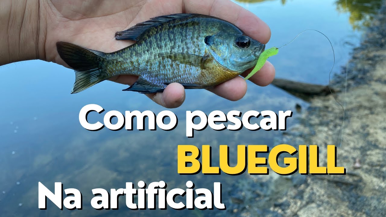 Bluegill na artificial pesca Inabafishing japan 🇯🇵 - YouTube