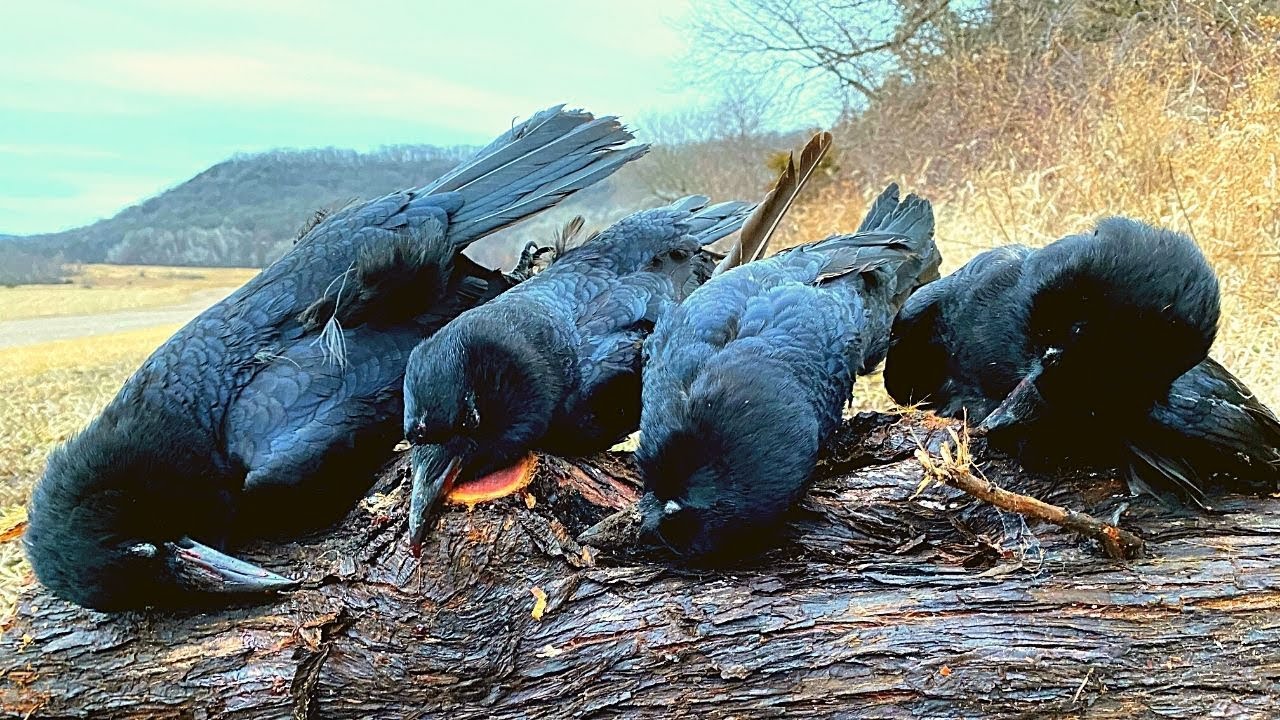 Crow Hunting ~ Trash Bag Decoys~ - YouTube
