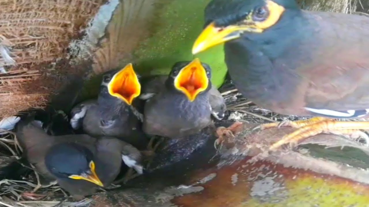 MYNA BRINGS FOOD FOR BABIES TO EAT#birds - YouTube