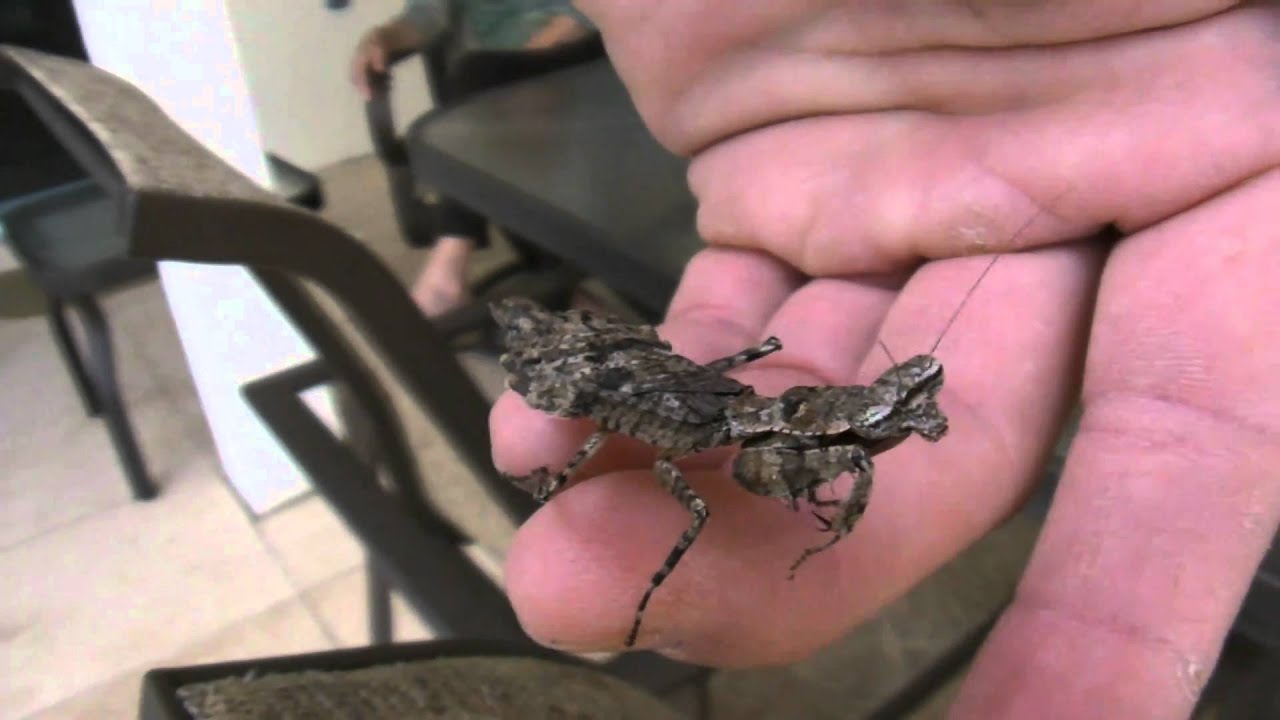 Bark Mantis - YouTube