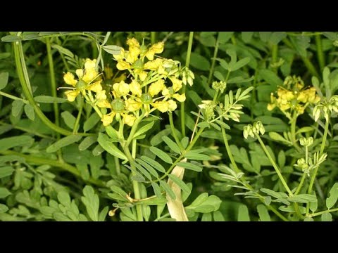 RITUALE SACRO CON ERBA RUTA PER TOGLIERE TRISTEZZA, DEPRESSIONE ...