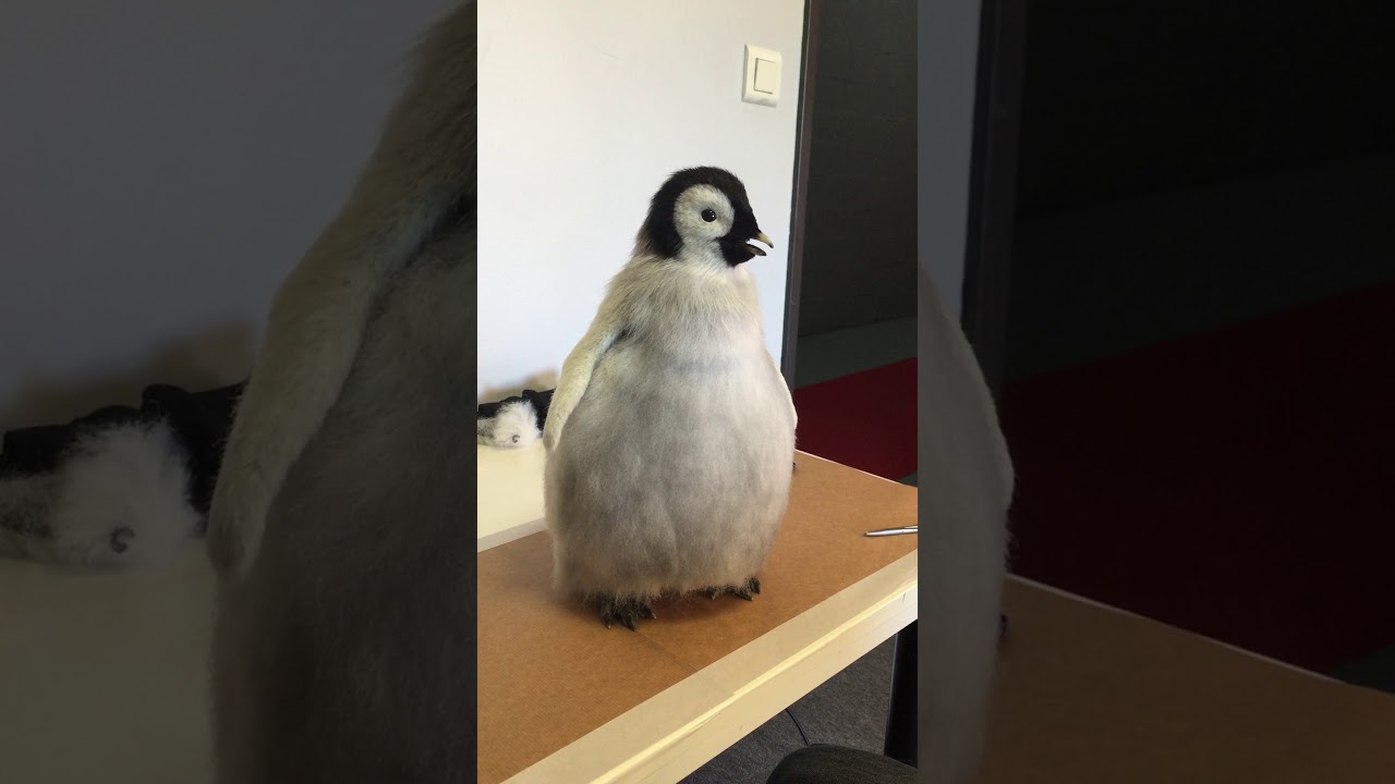 animatronic penguin - YouTube