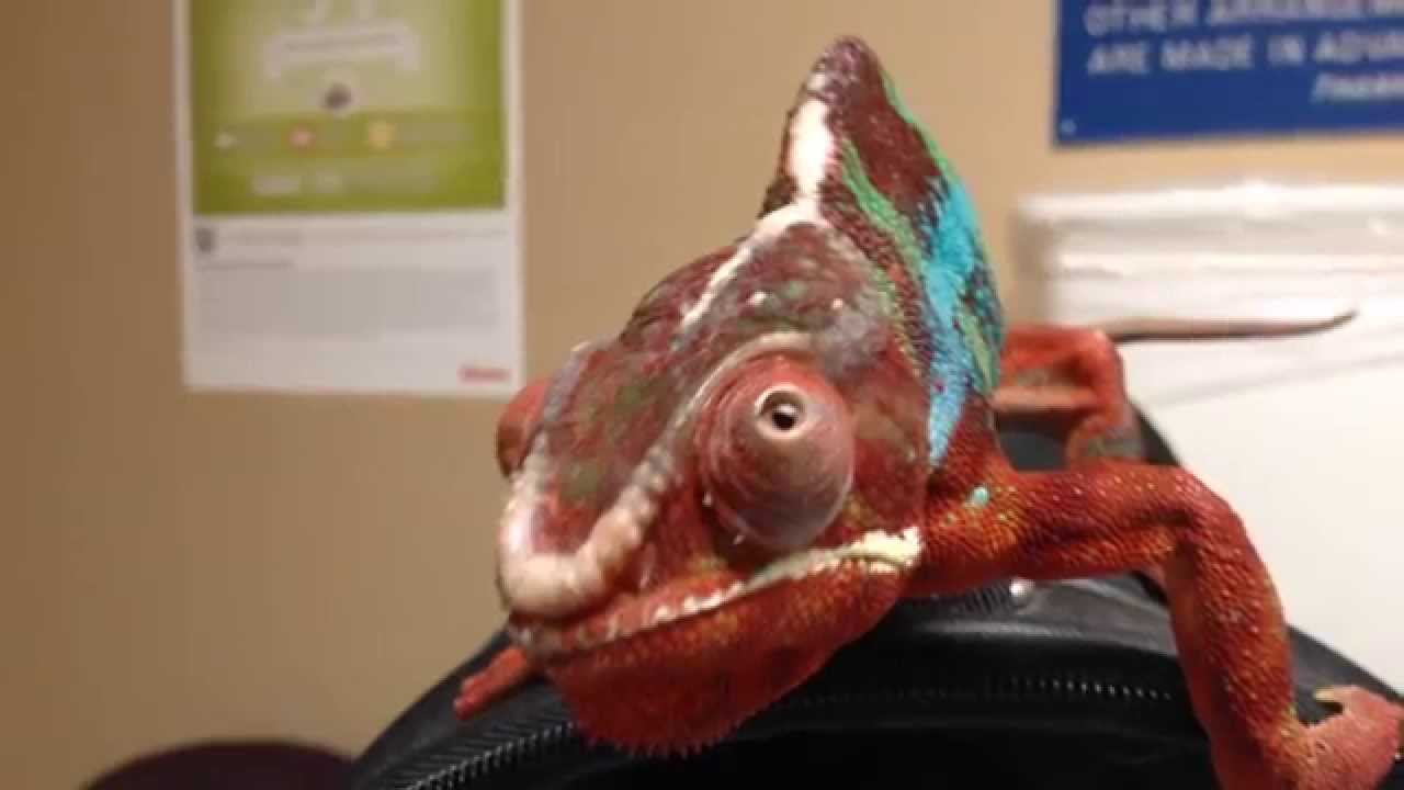 Panther chameleon in for health check and advice - YouTube