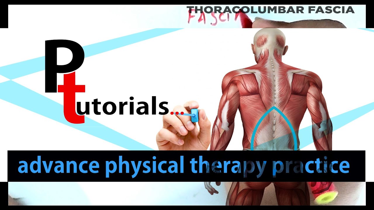 Thoracodorsal fascia | Anatomy Tutorial | : Thoraco-lumbar Fascia : 10 ...