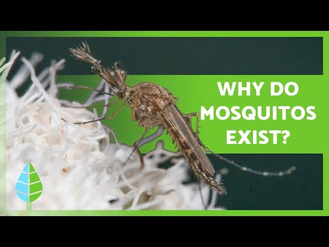What Function Do Mosquitoes Have