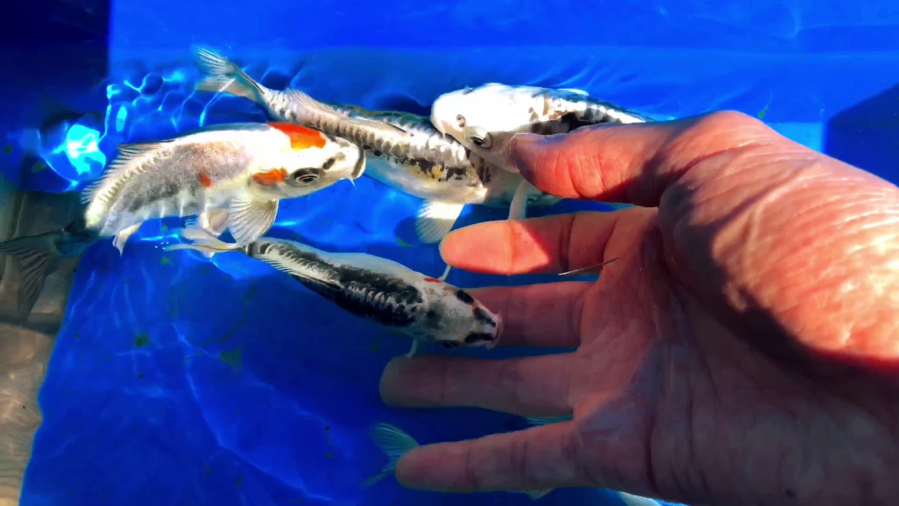 Releasing home bred fry into the main pond with their parents - YouTube