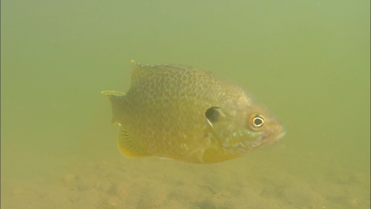 Under water pan fish fishing - YouTube
