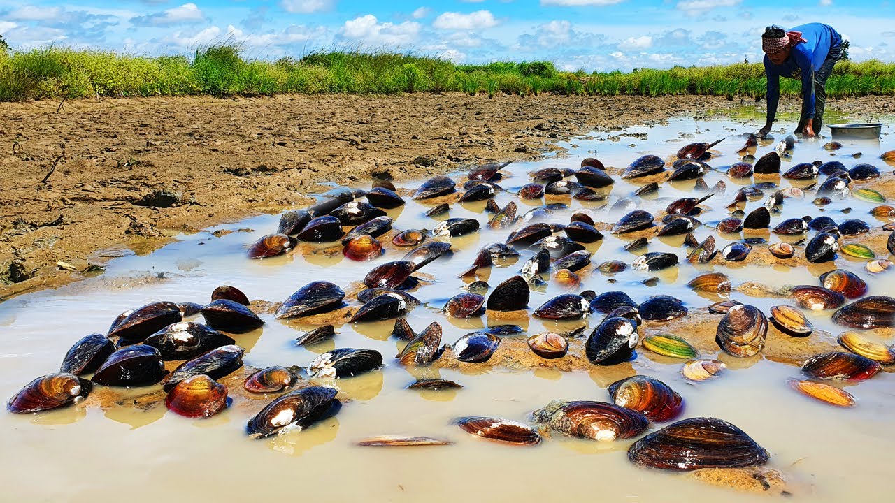 Wow wow ! Today is really lucky Catch too many clams daily after ...