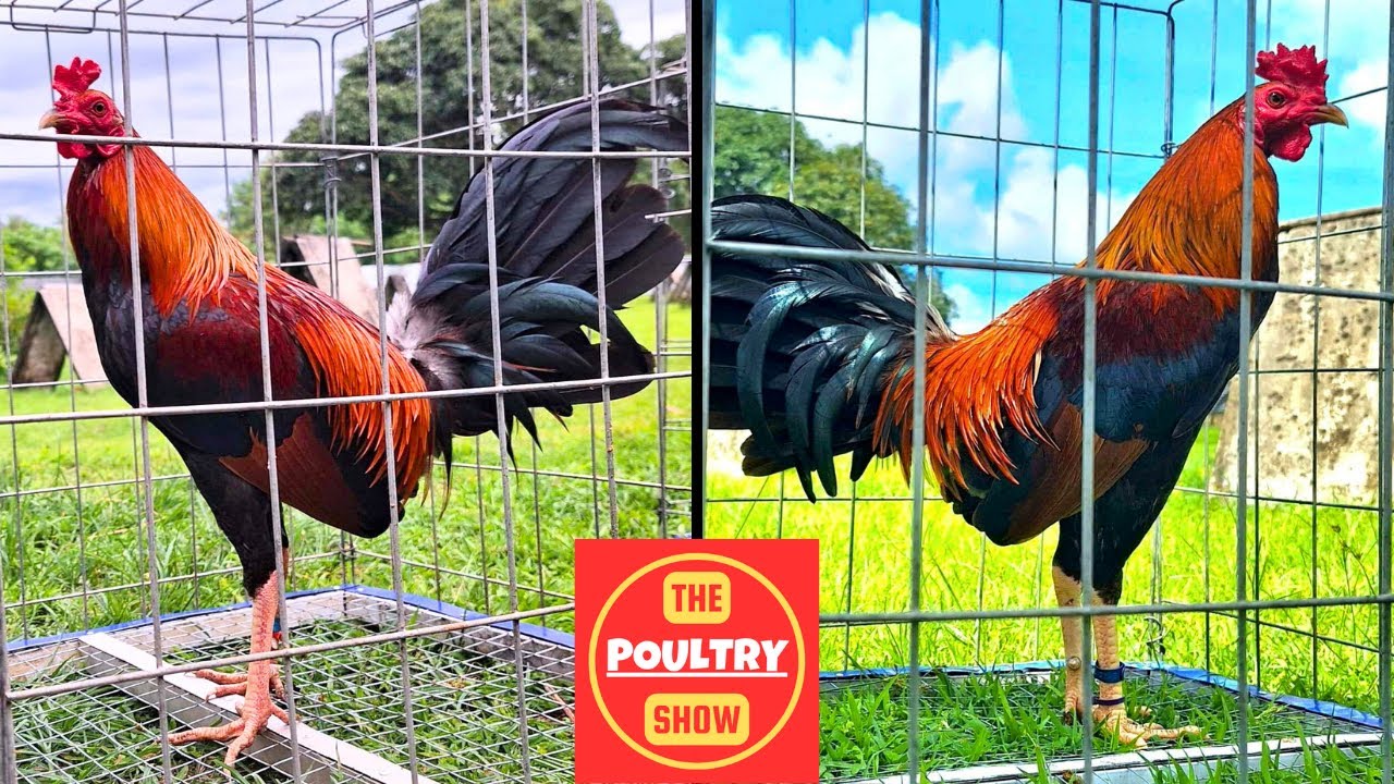 Fiestag FIGBA | Budgit Aguilar | Obet Macapagal | Carlos Tumpalan ...