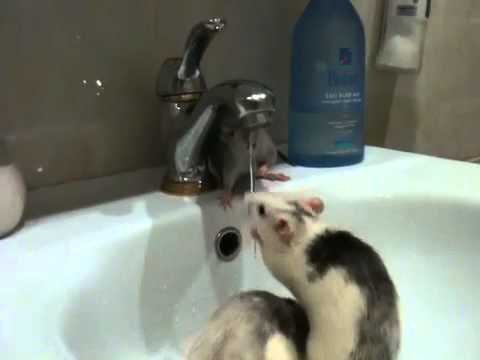 Female rats playing and washing themselves with water from sink - YouTube