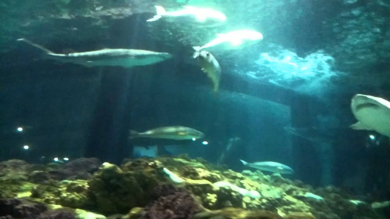 Shark encounter - YouTube