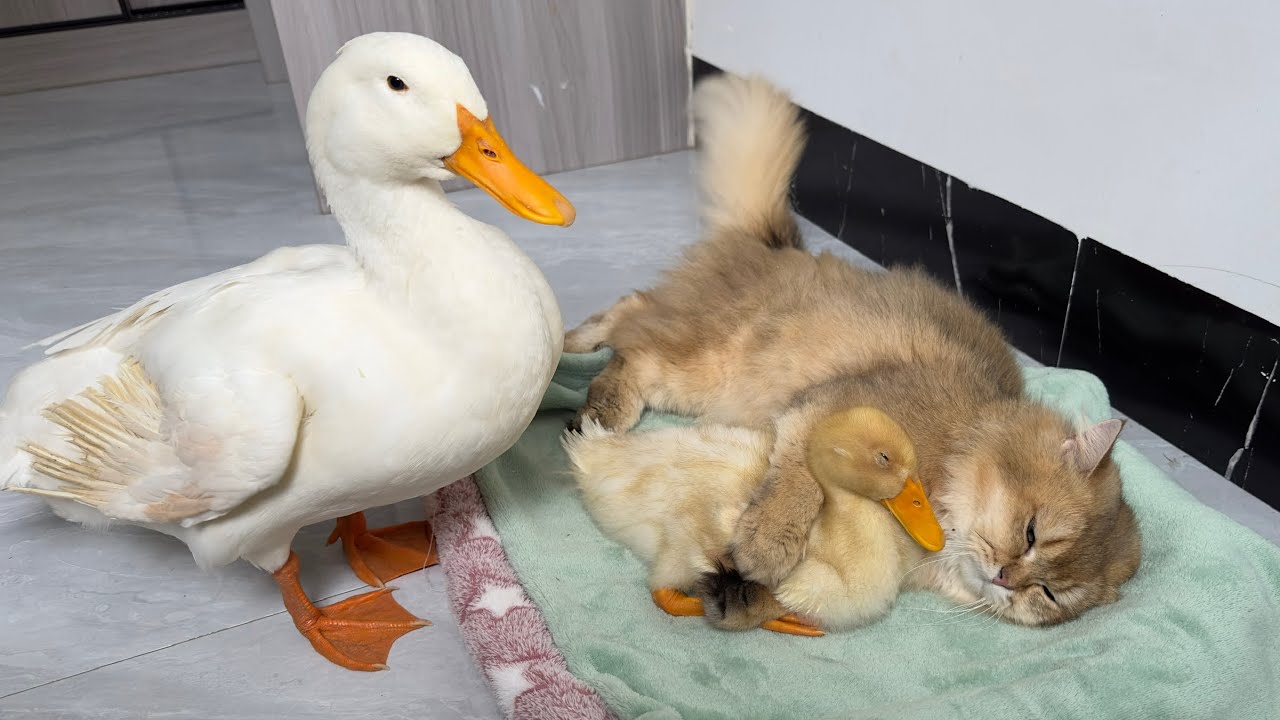 Funny cat actually hid the duckling! The mother duck finally found the ...