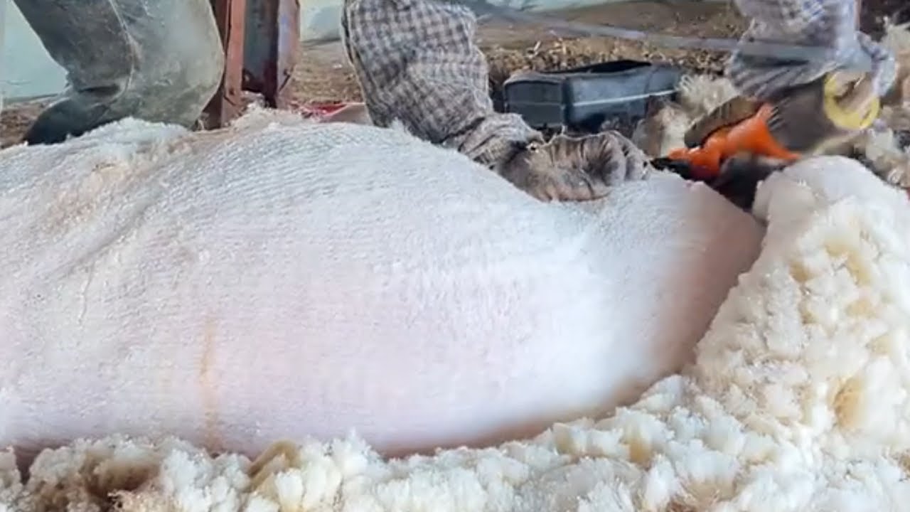 Shave off the wool of this sheep, revealing its white skin - YouTube