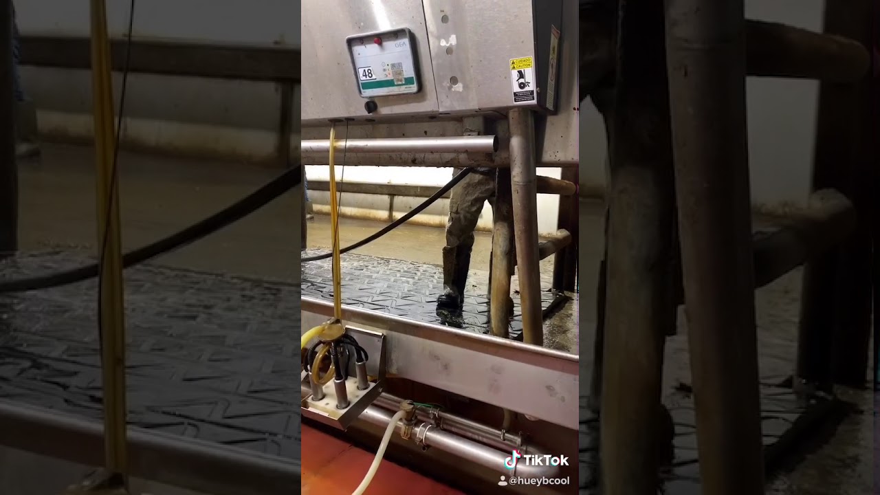 Washing the milk parlor - YouTube