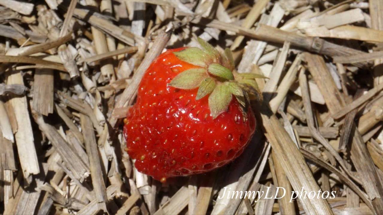 U PICK at Johnson's Farm in Hobart, Indiana 夏游 摘蓝莓 草莓 疏菜 - YouTube