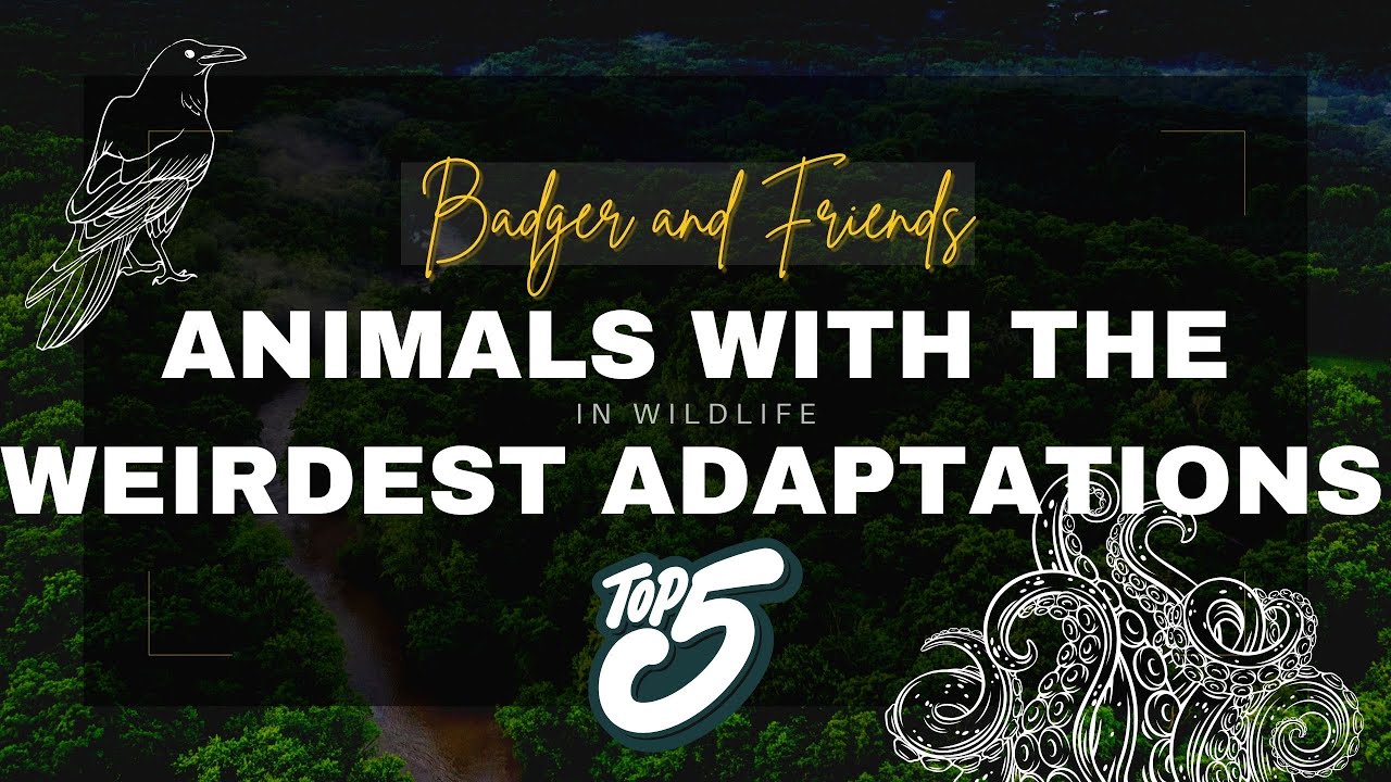 Stranger Than Fiction Top 5 Animals with the weirdest adaptations - YouTube