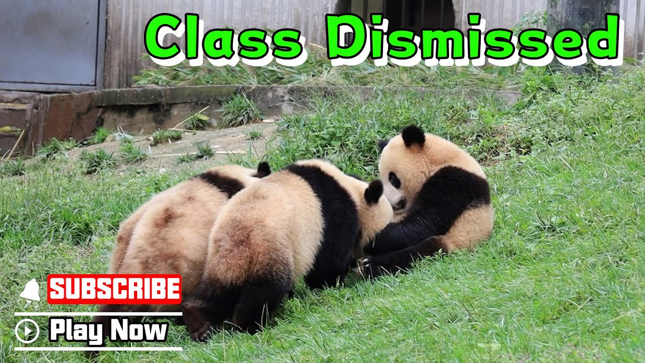 When The Panda Teacher Called ‘Class Dismissed’ | iPanda - YouTube
