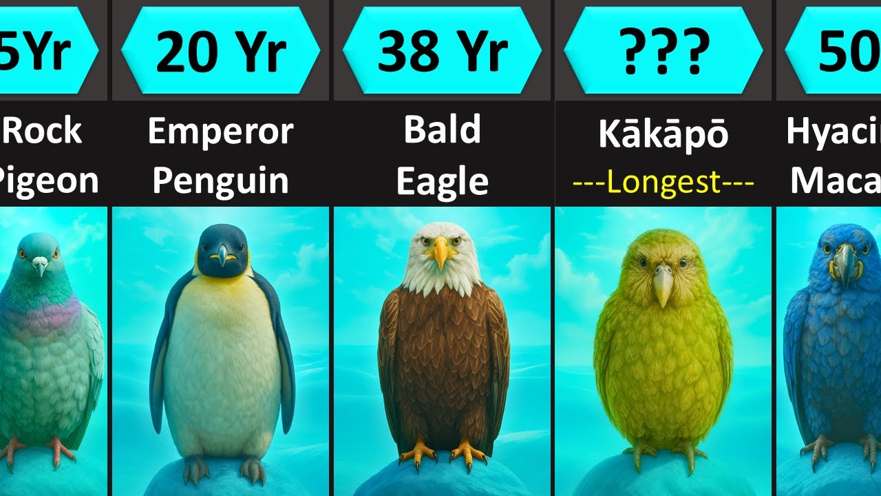 Birds Lifespan Comparison | How Long Do Birds Live? - YouTube