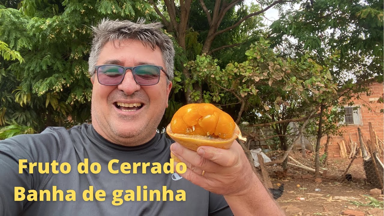 Você conhece este fruto do Cerrado chamado Banha de galinha? Aprenda ...