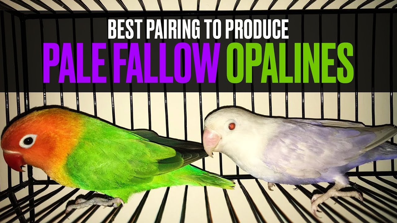 Best Pairing To Produce Pale Fallow Opalines - YouTube
