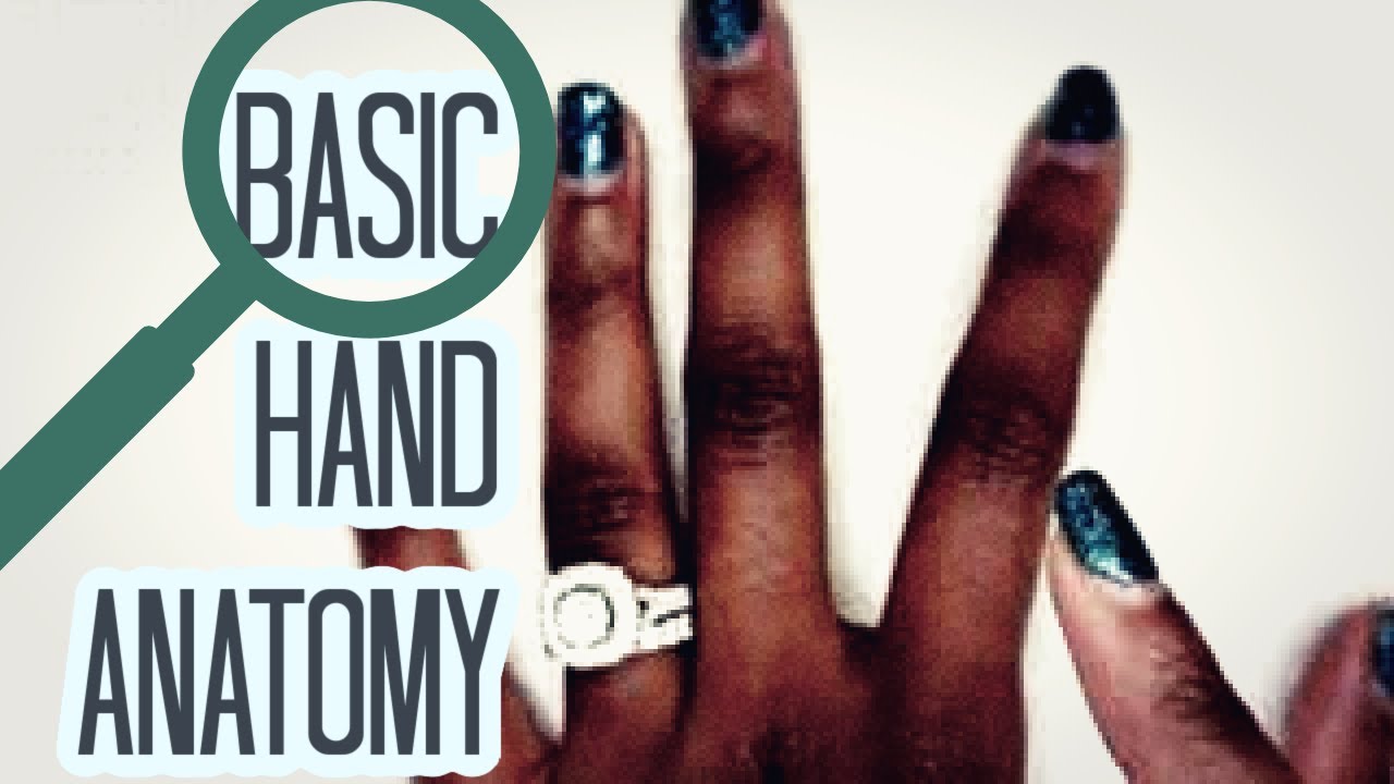The MOST important, BASIC HAND ANATOMY you will ever need to know | OT ...