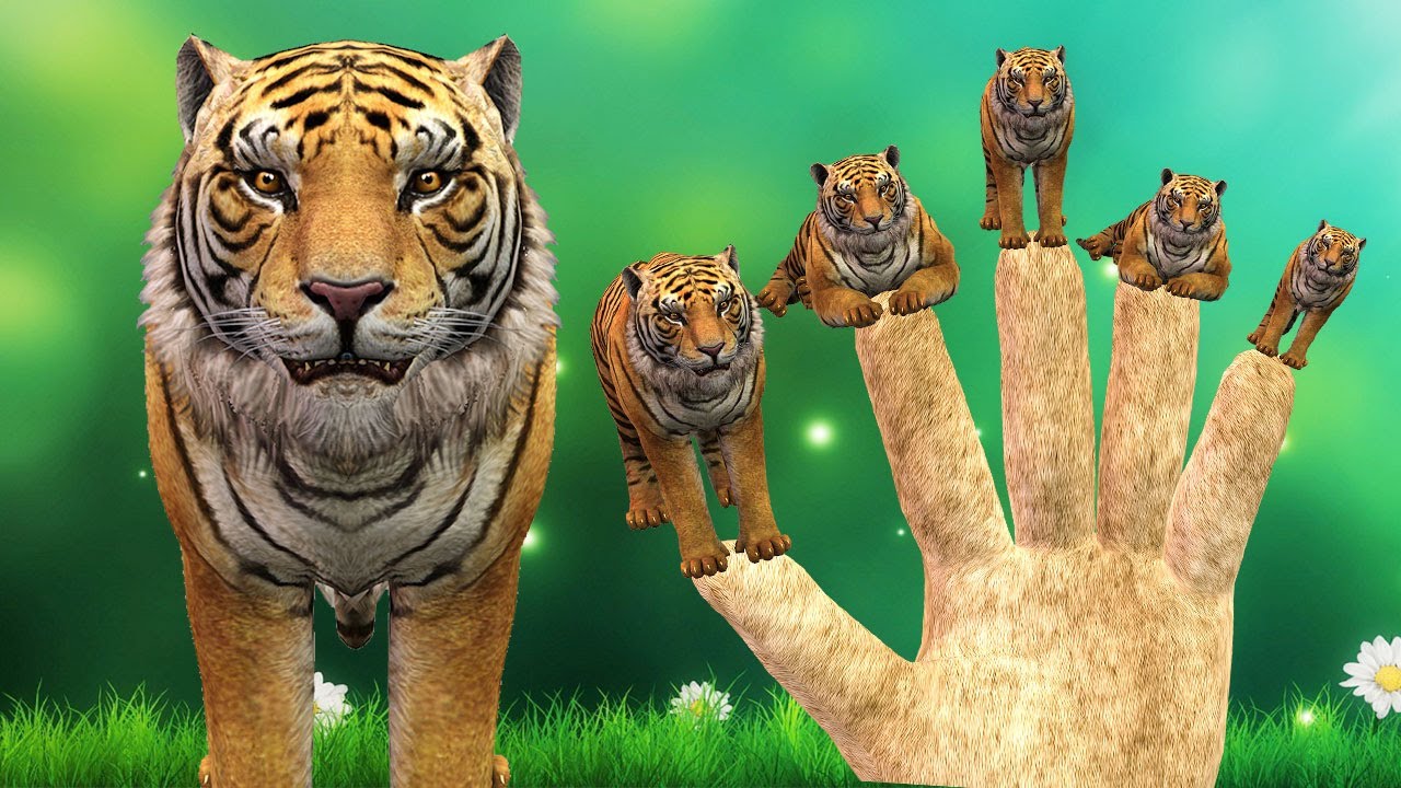 Tiger Finger Family Songs & Nursery Rhymes For Children - YouTube