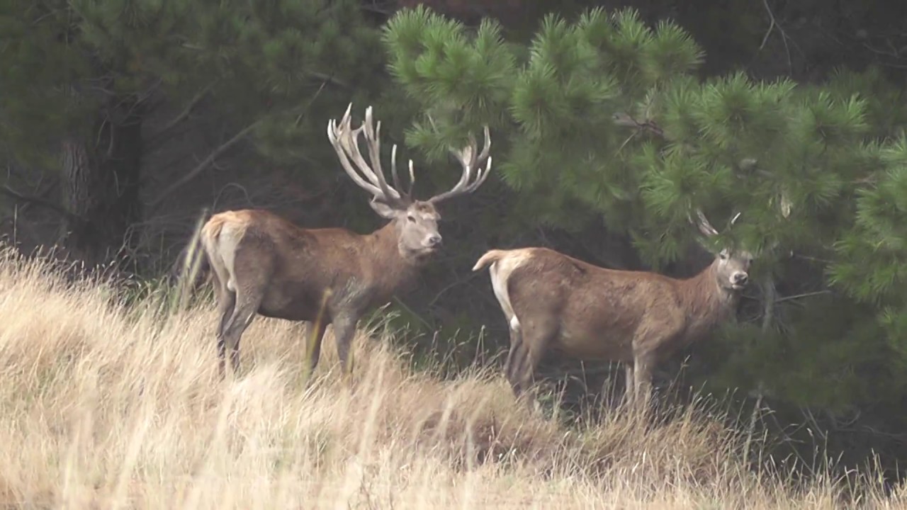 Two Non-typical crazy Red Stag brothers! - YouTube