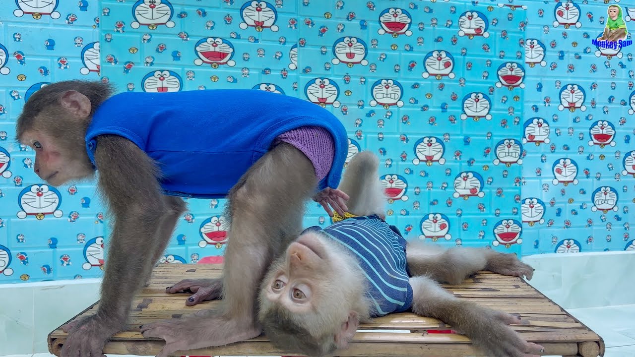 Monkey Asher likes to stand like this to provoke Sam - YouTube